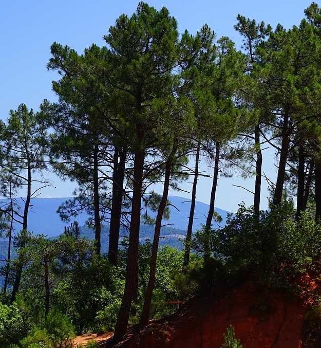 Découvrez le Plan Régional de la Forêt et du Bois | DRAAF PACA