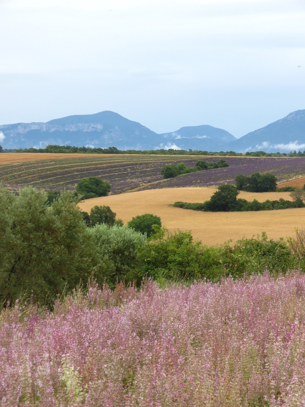 Le Mémento statistique 2023 | DRAAF PACA